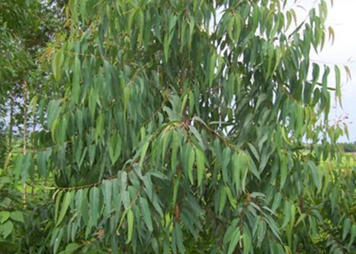 مكافحة الفطريات الطبيعية الزيوت العطرية أوكالبتوس Globulus النفط Cas
